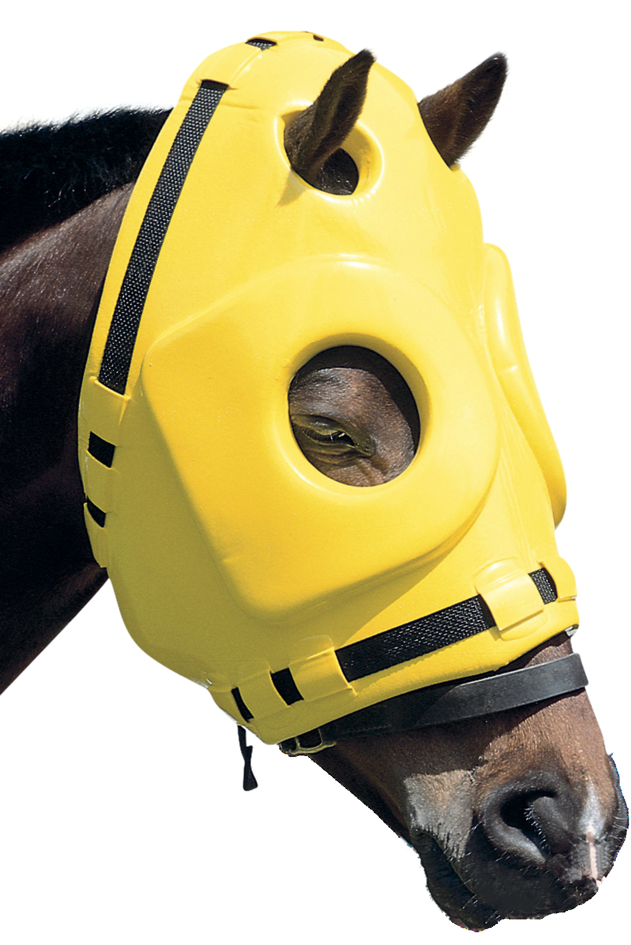 Casque protection chevaux adulte, taille normal